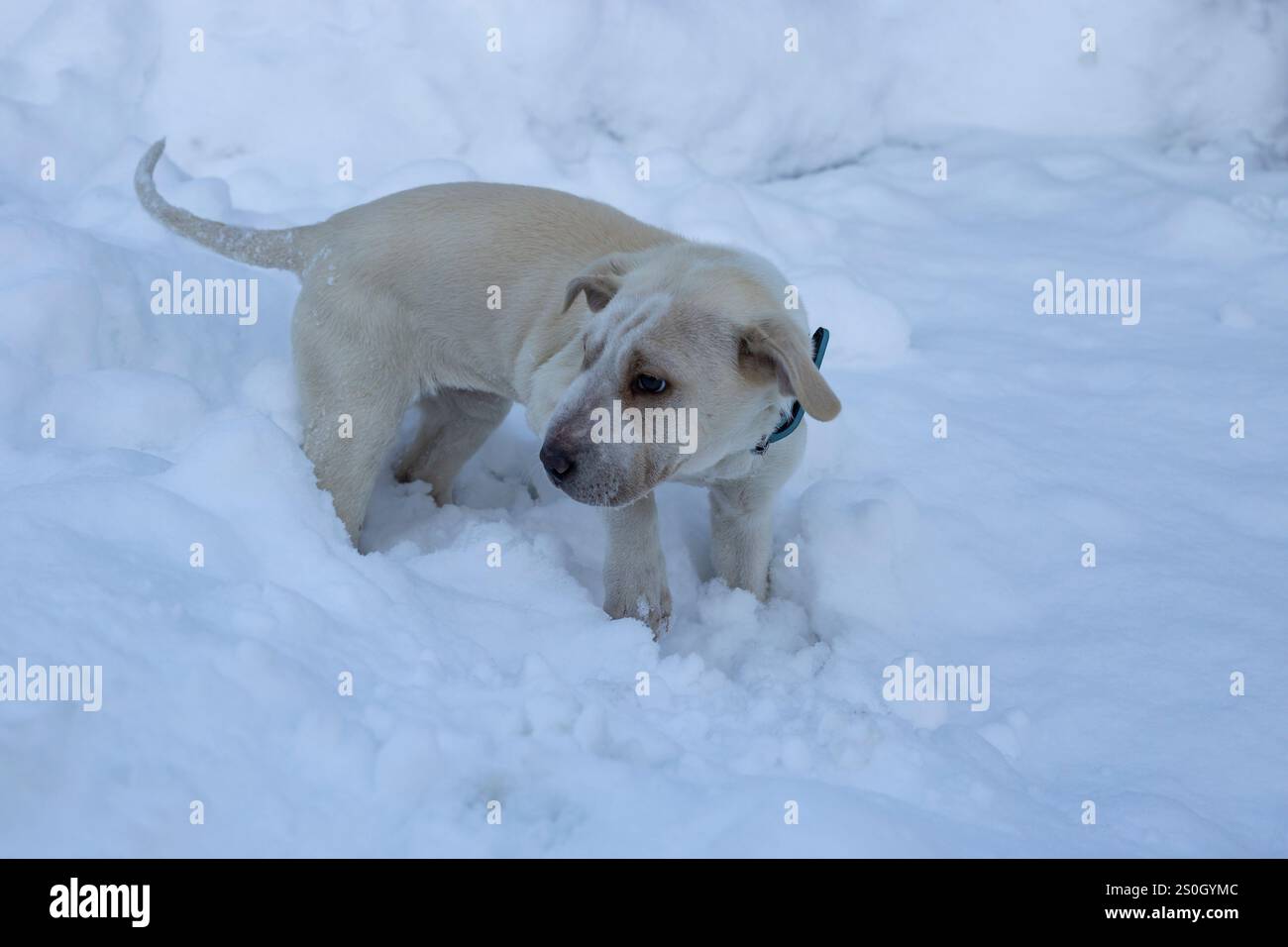 Short haired puppy dog shivering in thick snow, cold weather Stock ...