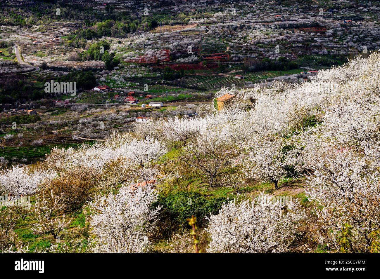 cherry trees in bloom -Prunus cerasus-, slopes of Piornal, Jerte valley ...