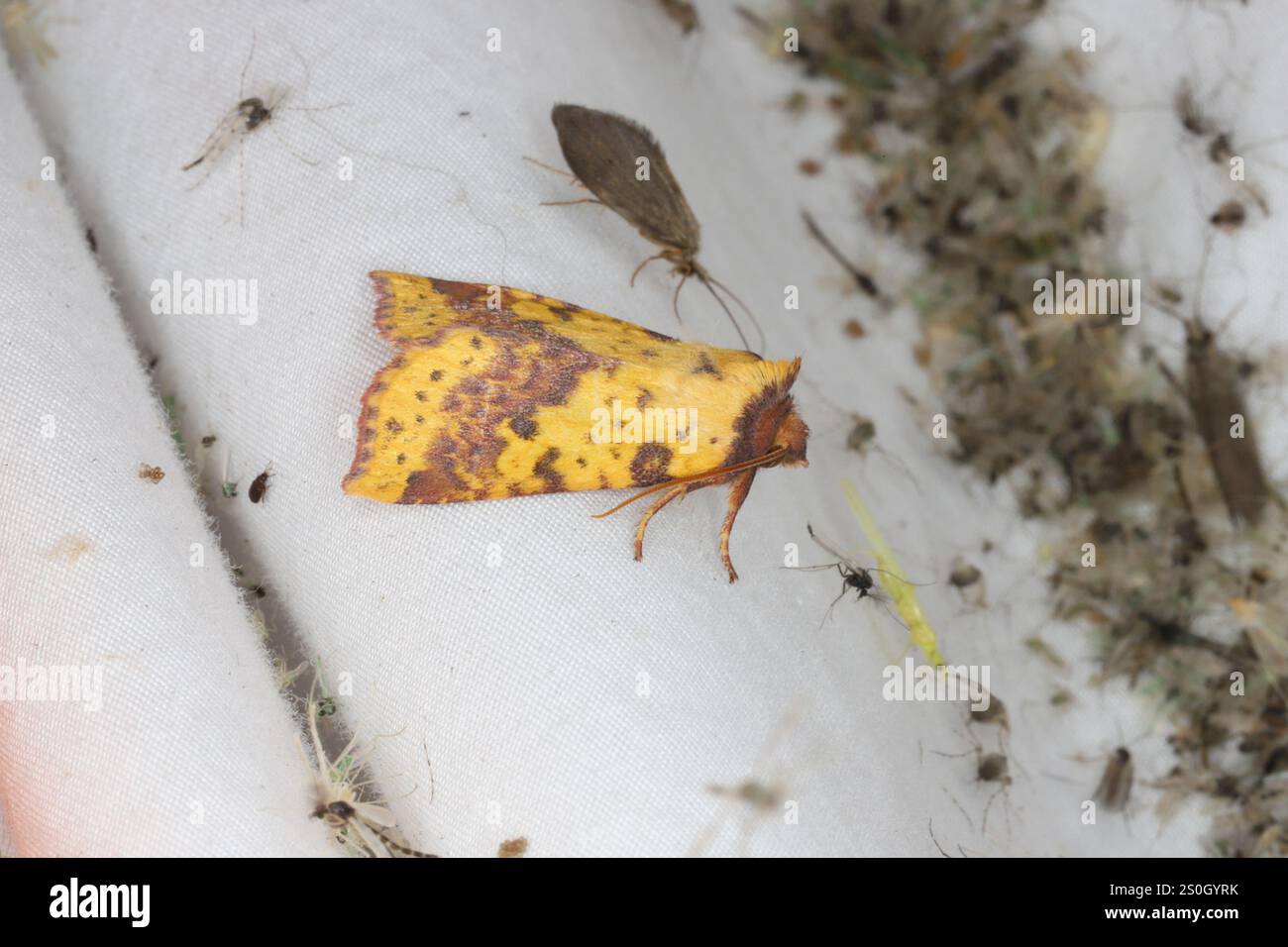 Pink-banded Sallow (Xanthia tatago Stock Photo - Alamy