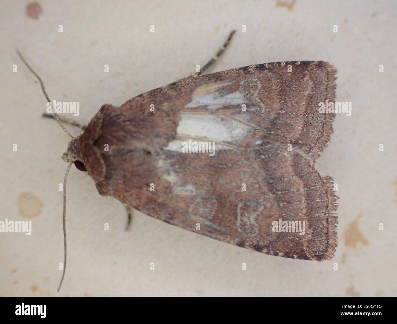 Small Square-spot (Diarsia rubi Stock Photo - Alamy