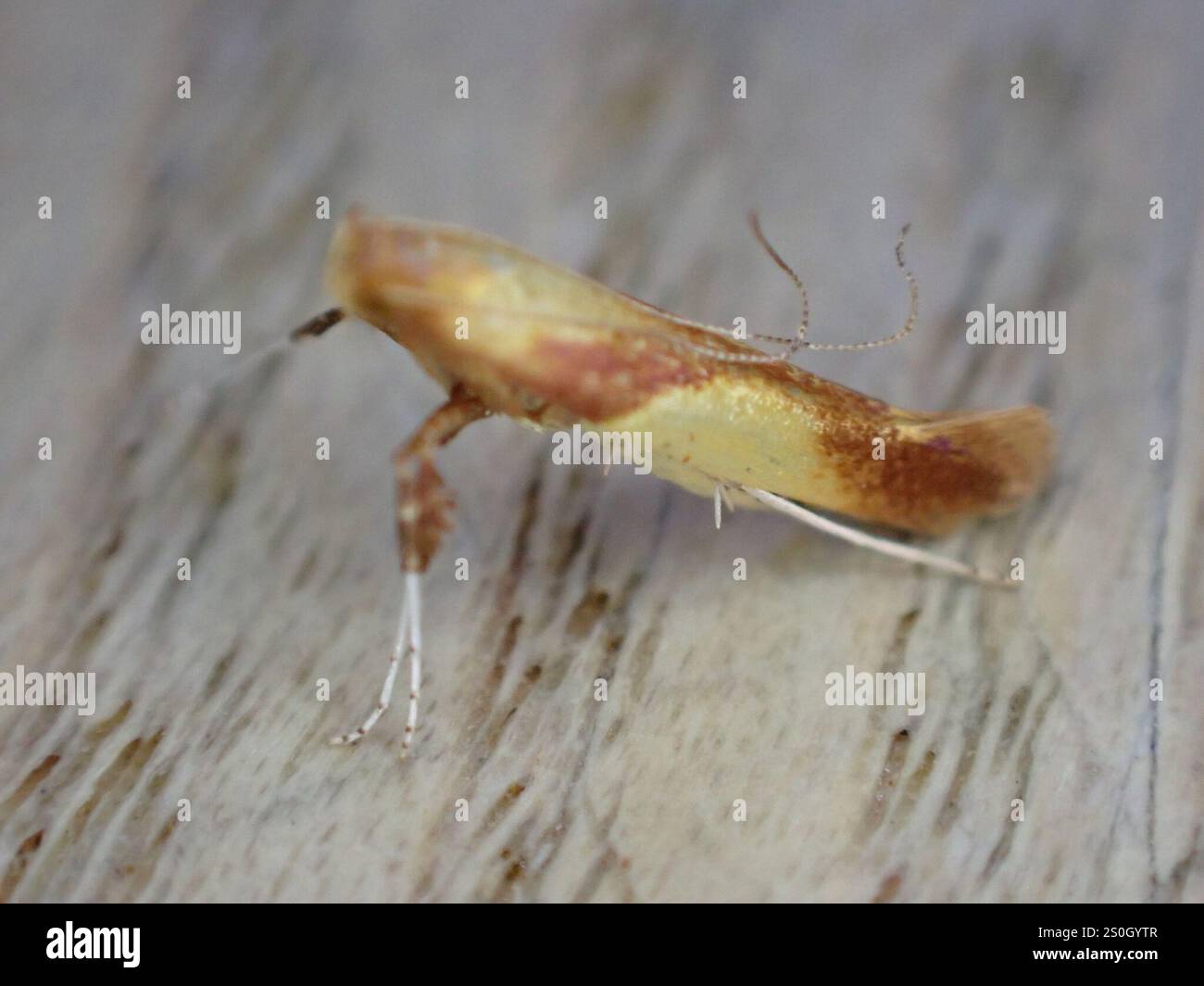 Willow Leafcone Caterpillar Moth (Caloptilia stigmatella Stock Photo ...