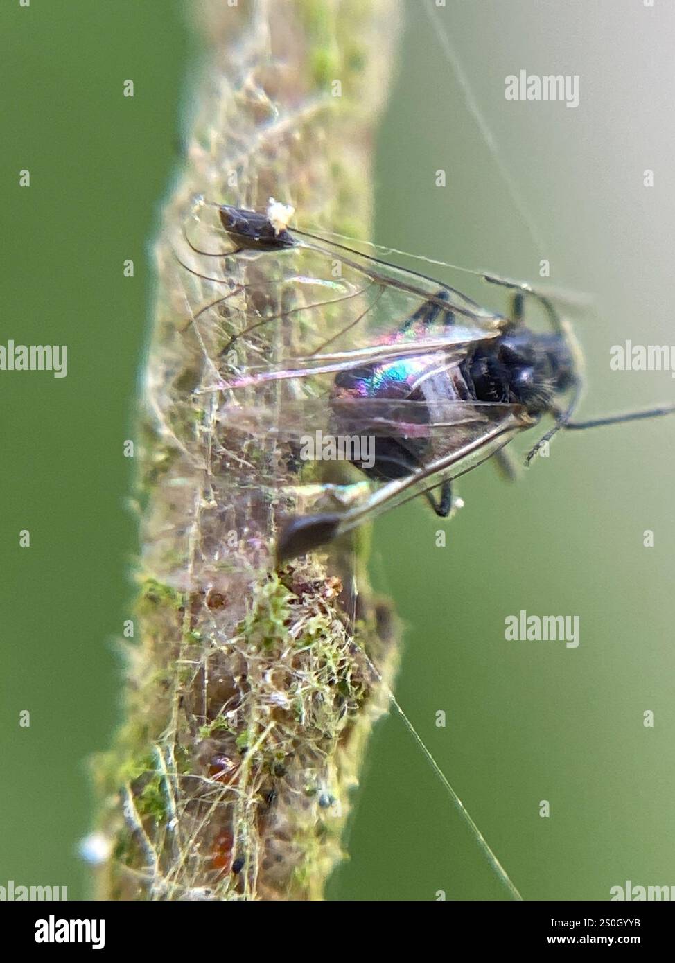 Anoecia aphid hi-res stock photography and images - Alamy