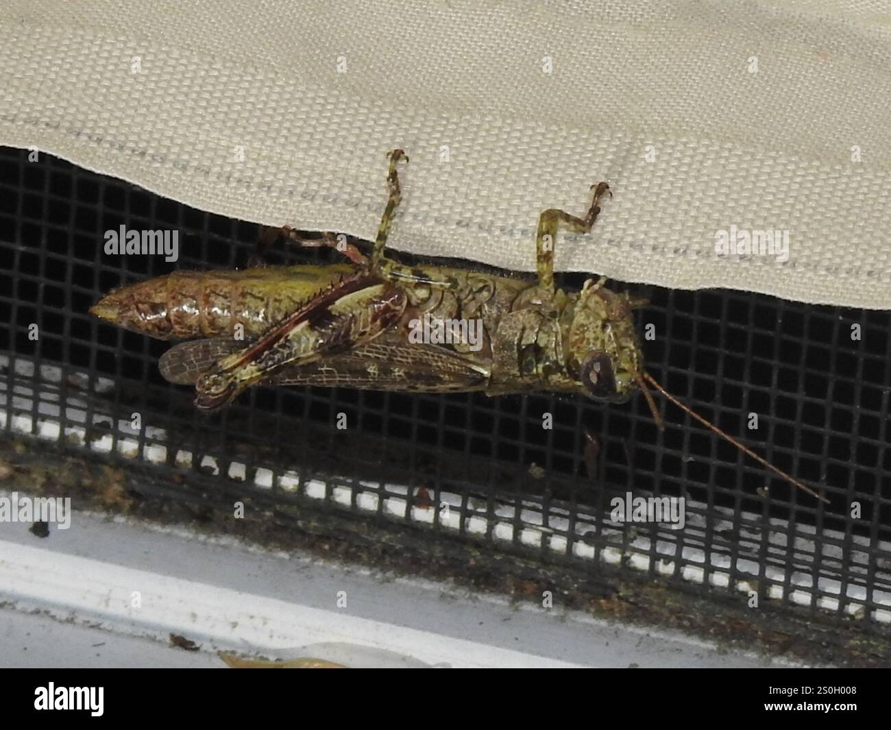Pine tree Spur-throat Grasshopper (Melanoplus punctulatus Stock Photo ...