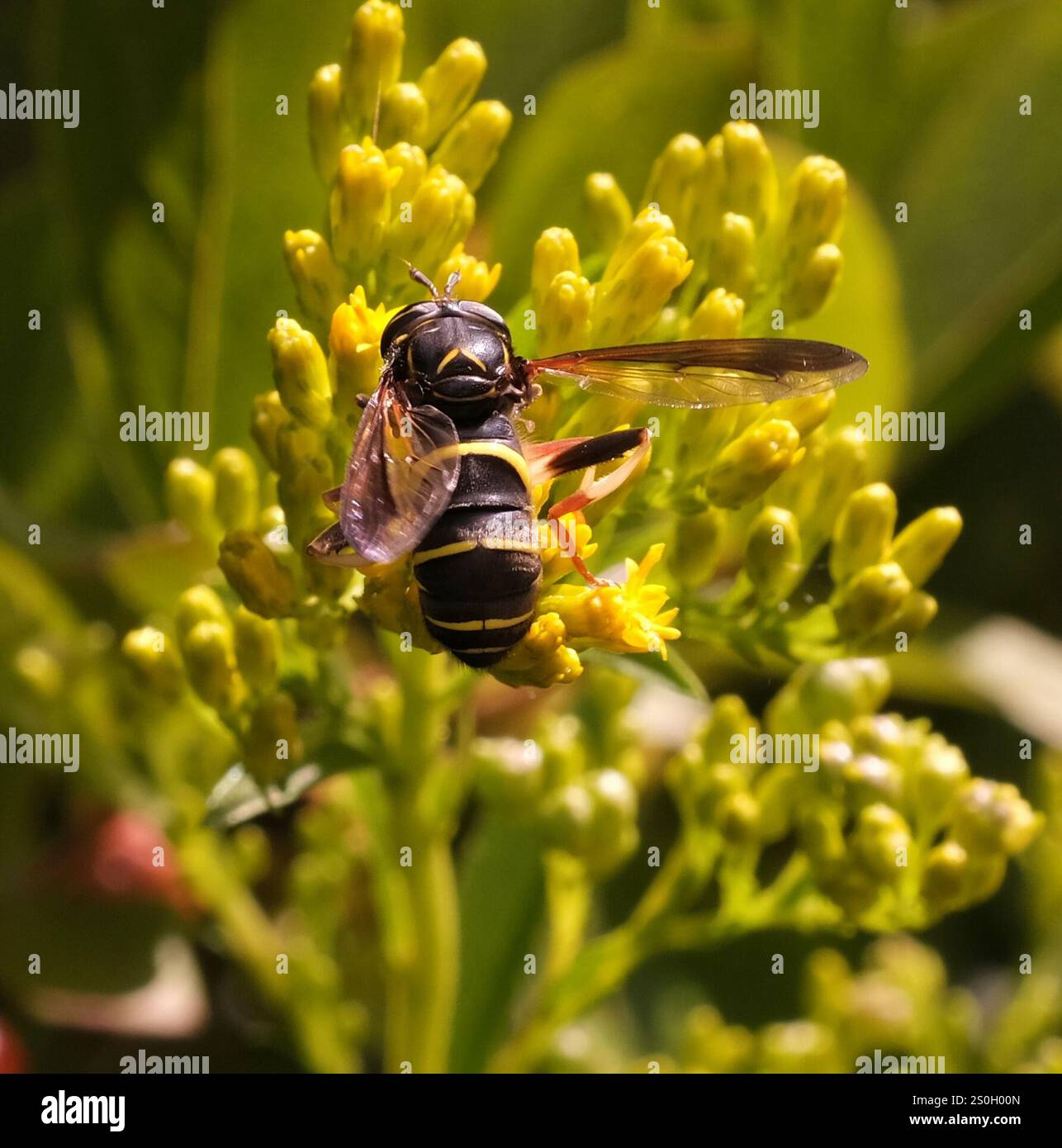 Four-lined Hornet Fly (Spilomyia sayi Stock Photo - Alamy