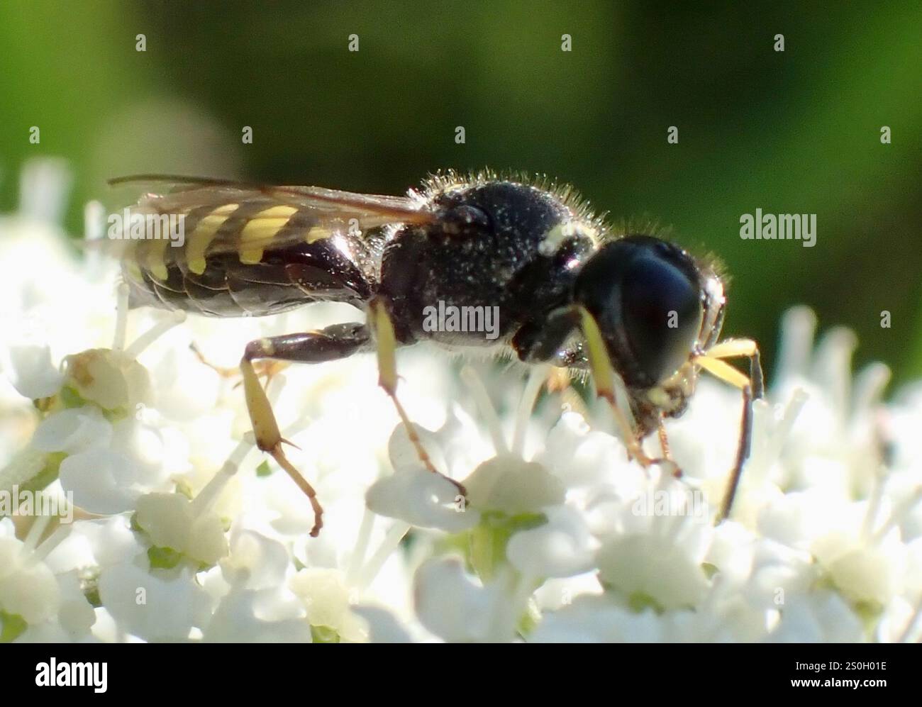 Square-headed Wasps, Sand Wasps, and Allies (Crabronidae Stock Photo ...