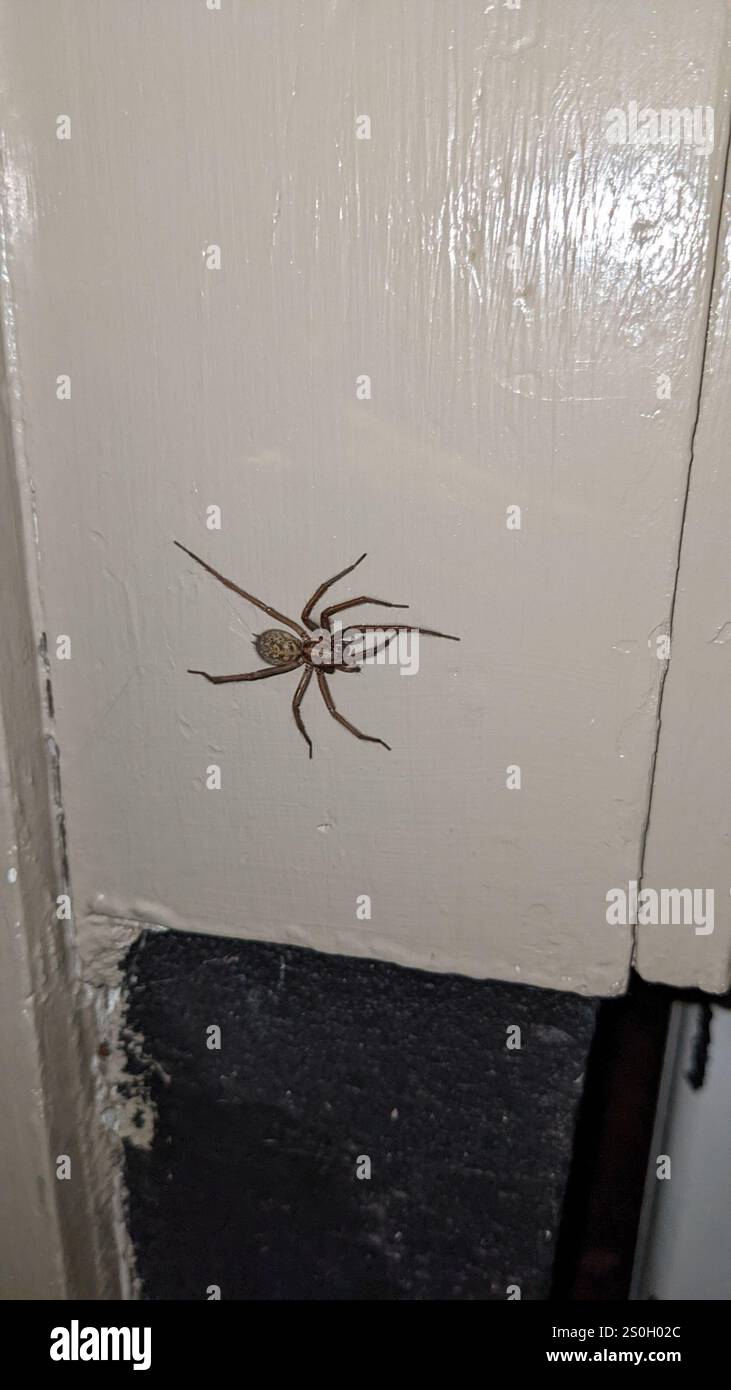 Giant House Spider (Eratigena duellica Stock Photo - Alamy