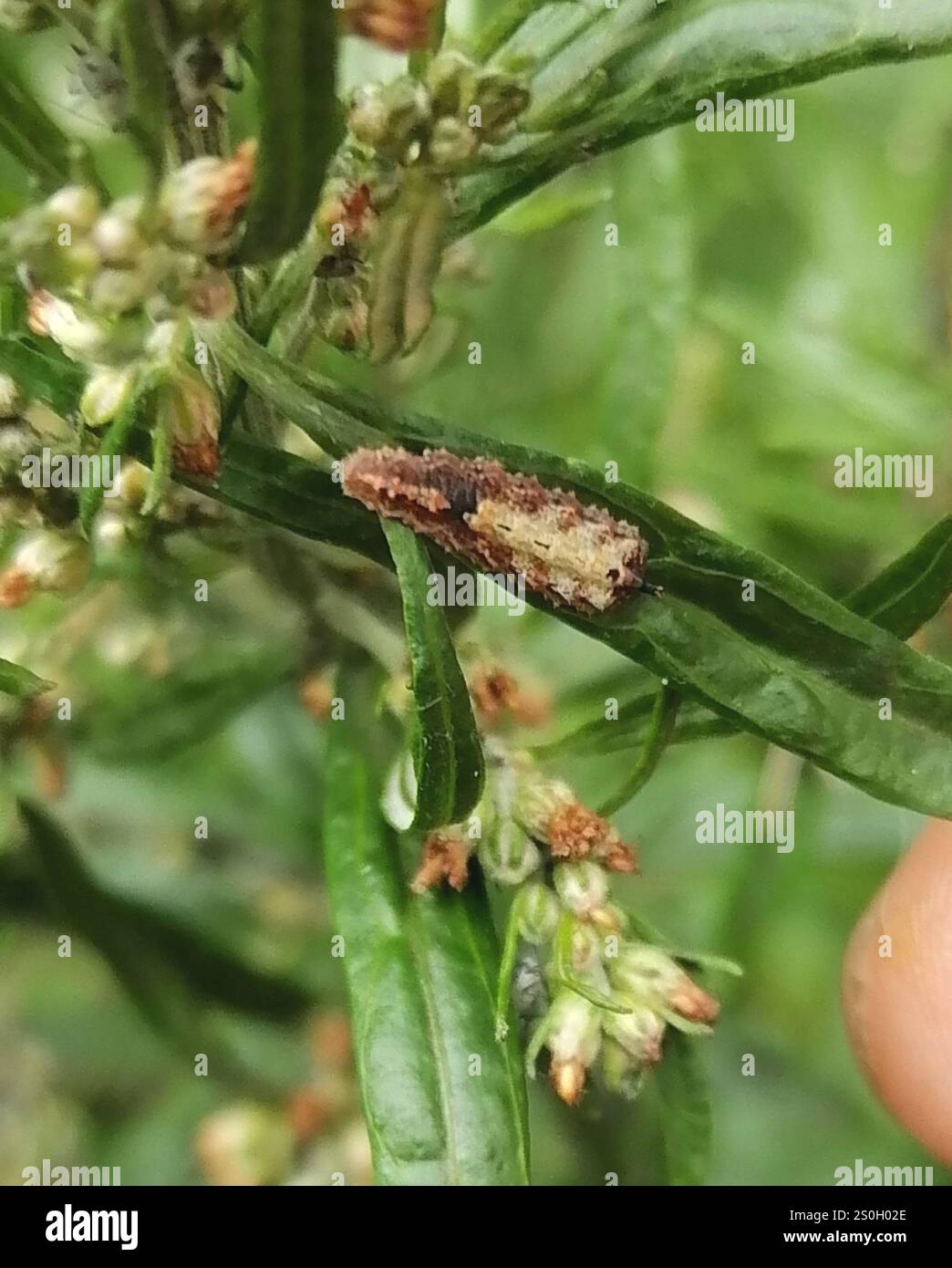 Variable Roundtail (Meligramma triangulifera Stock Photo - Alamy