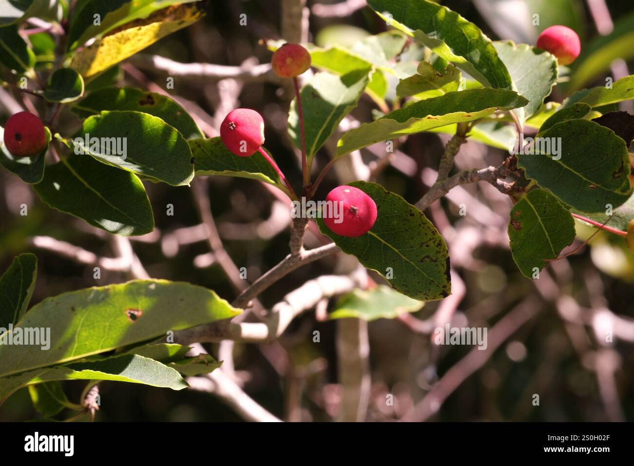 Mountain holly (Ilex mucronata Stock Photo - Alamy