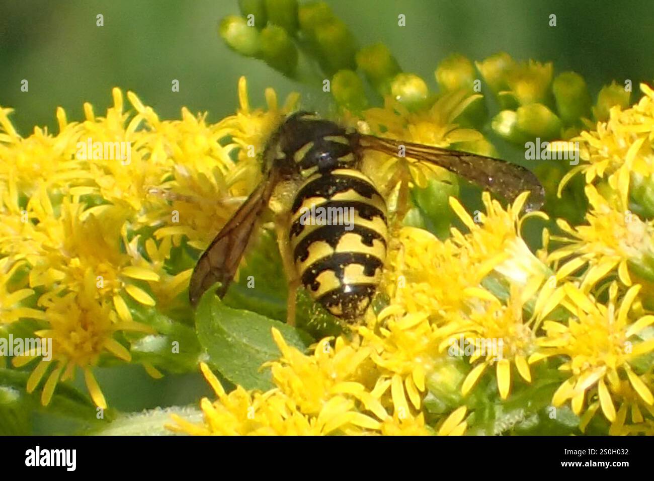 Common Aerial Yellowjacket (Dolichovespula arenaria Stock Photo - Alamy