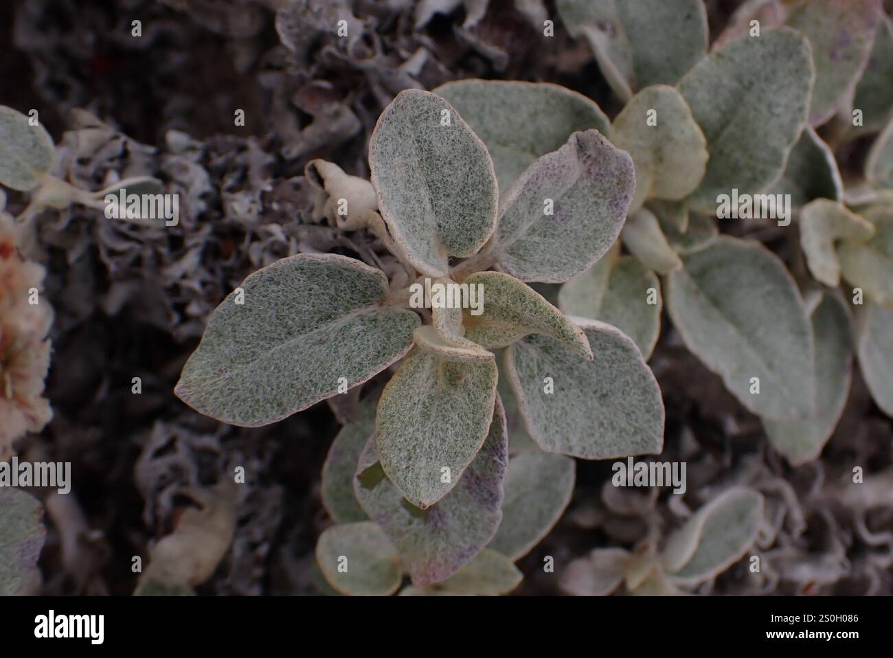 Seaside Buckwheat (Eriogonum latifolium Stock Photo - Alamy