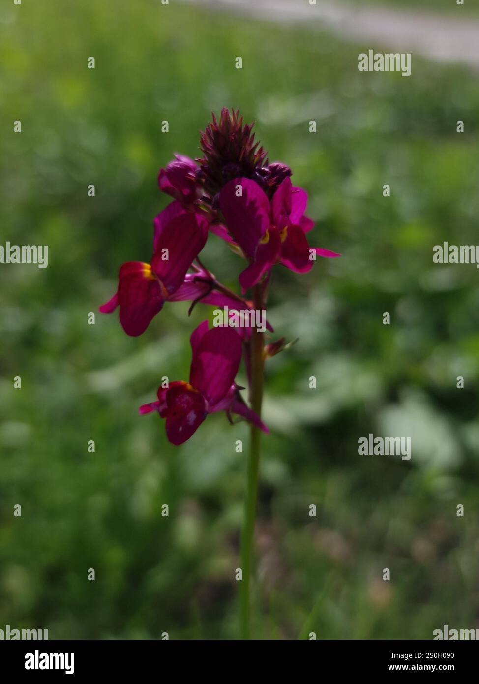 Annual Toadflax (Linaria maroccana Stock Photo - Alamy