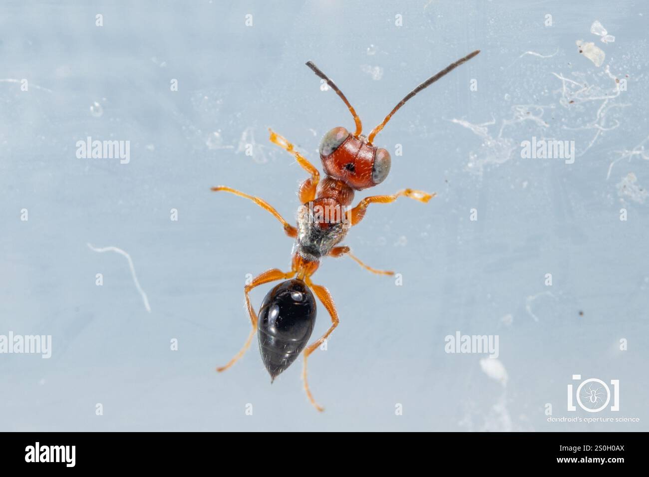 Pincer Wasps (Dryinidae Stock Photo - Alamy