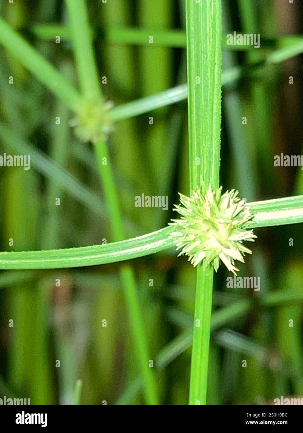 Shortleaf Spikesedge (Cyperus brevifolius Stock Photo - Alamy