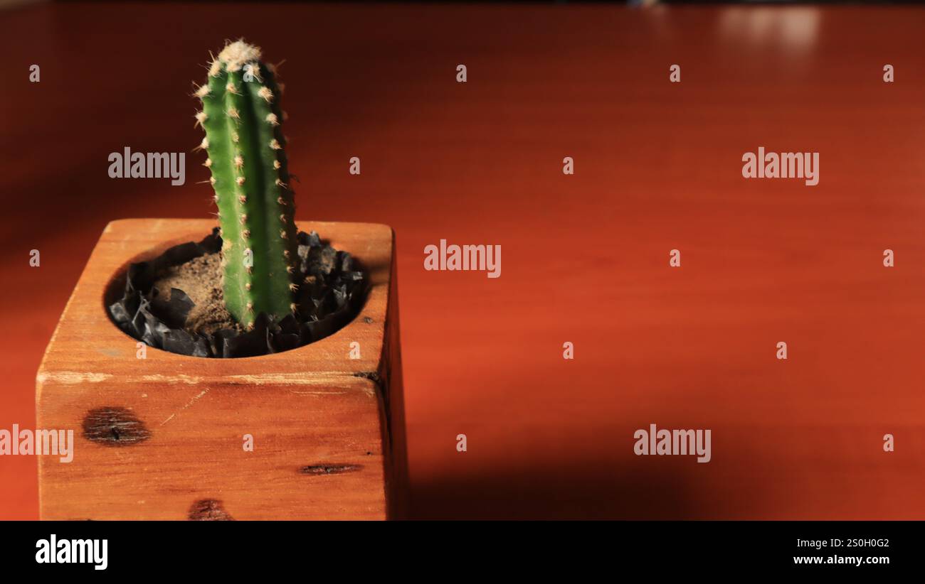 Minimalist photography, cactus ornamental plant, ideal for background ...