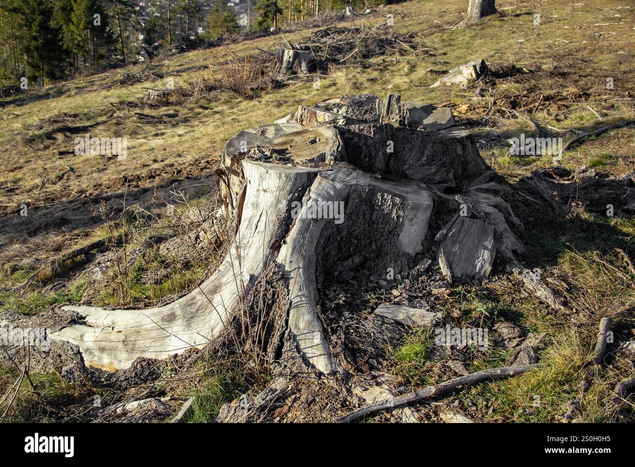 Large unique pine tree stump on a green hill in sunset light Stock ...