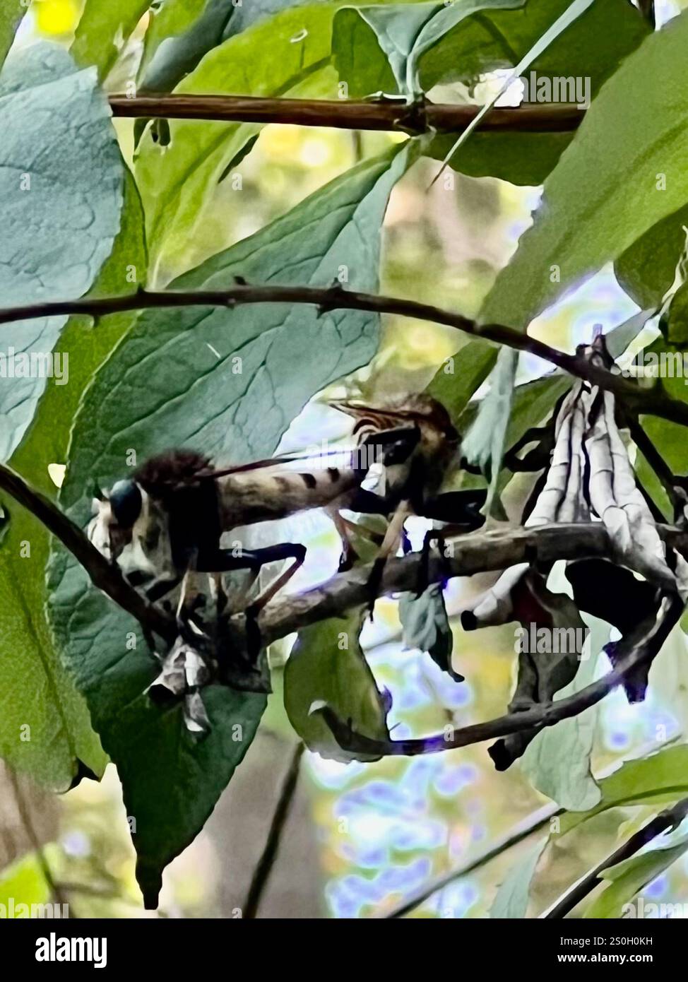 Red-footed Cannibal Fly (Promachus rufipes Stock Photo - Alamy