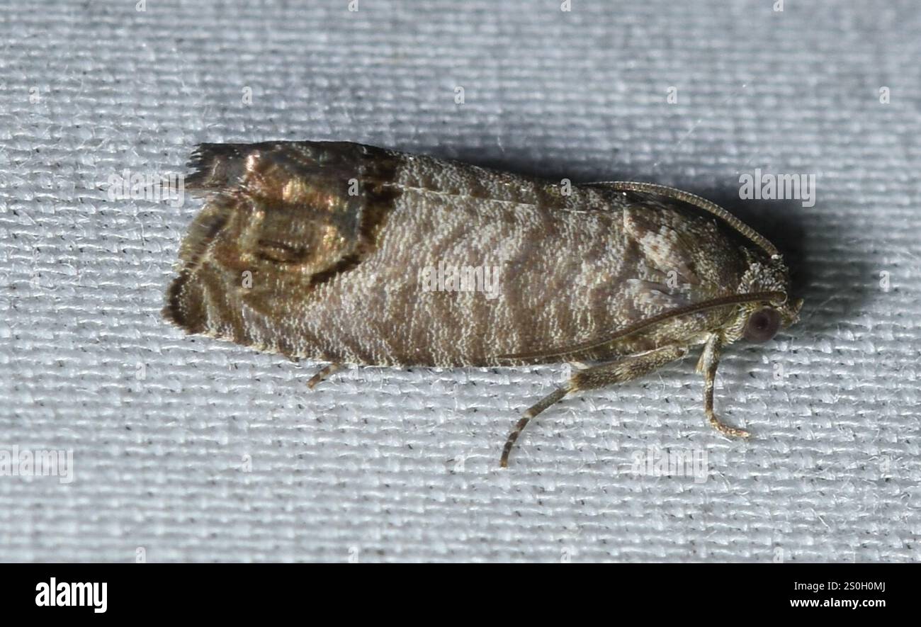 Codling Moth (Cydia pomonella Stock Photo - Alamy