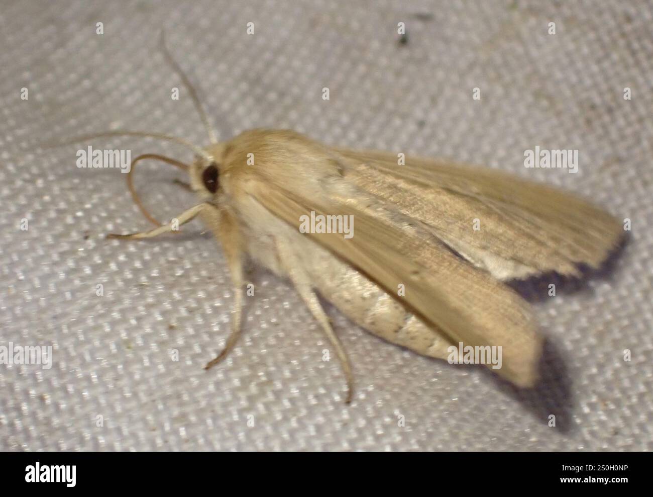 Common Wainscot (Mythimna pallens Stock Photo - Alamy