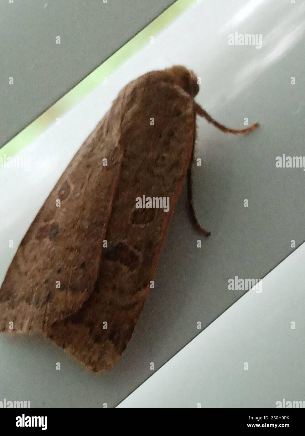 Lesser Yellow Underwing (Noctua comes Stock Photo - Alamy