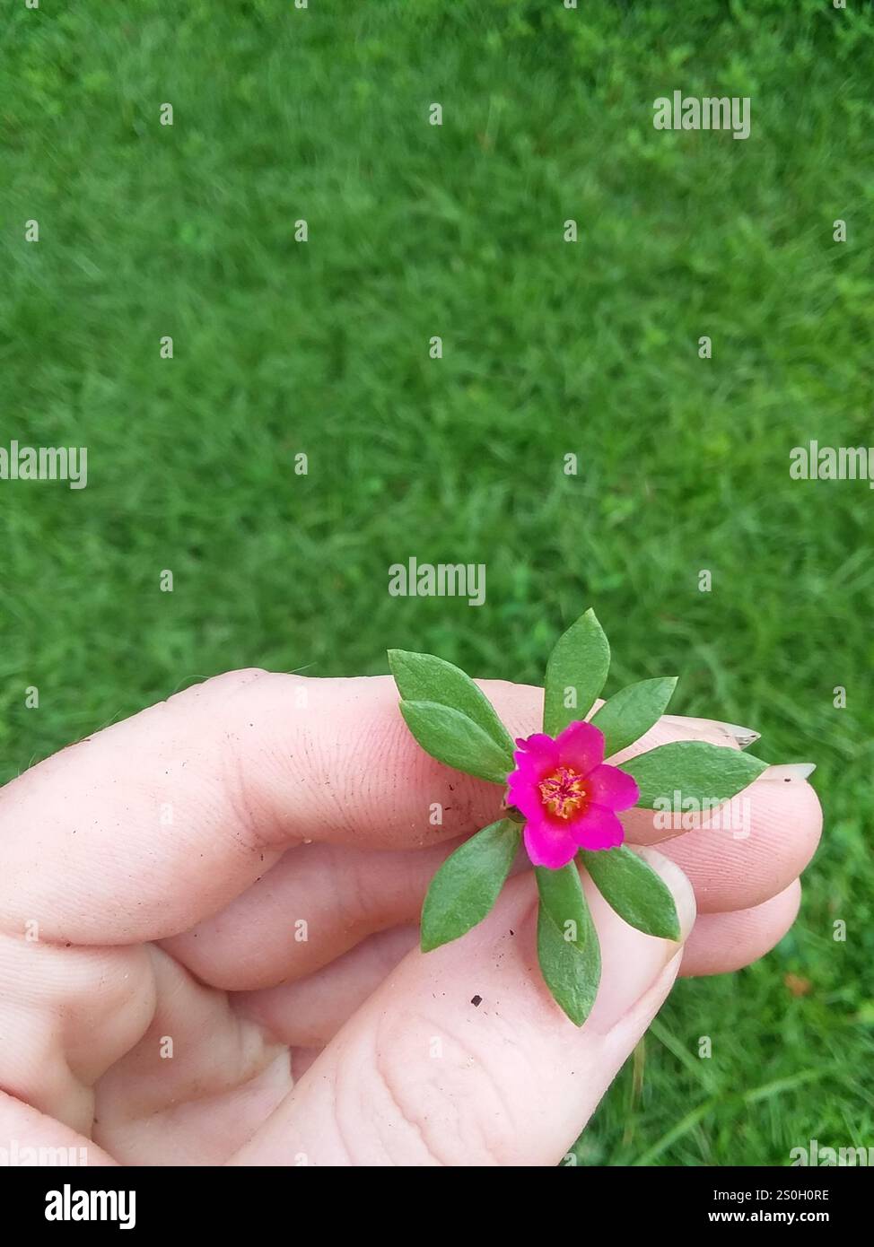 Paraguayan Purslane (Portulaca amilis Stock Photo - Alamy