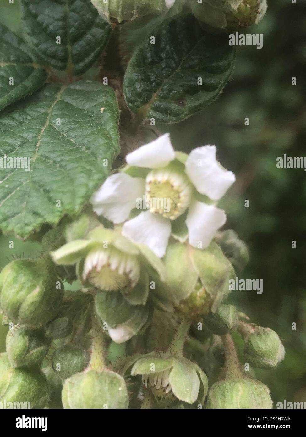Yellow Himalayan Raspberry (Rubus ellipticus Stock Photo - Alamy