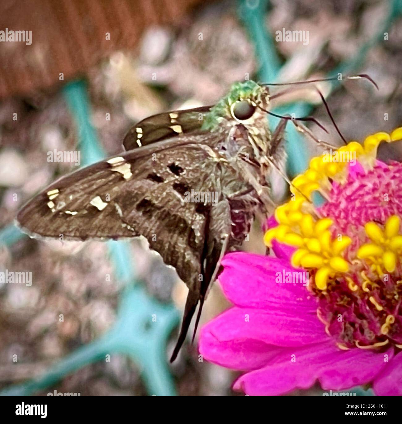 Long-tailed Skipper (Urbanus proteus Stock Photo - Alamy