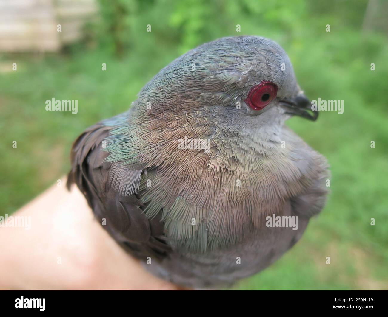 Lemon Dove (São Tomé) (Aplopelia larvata simplex Stock Photo - Alamy