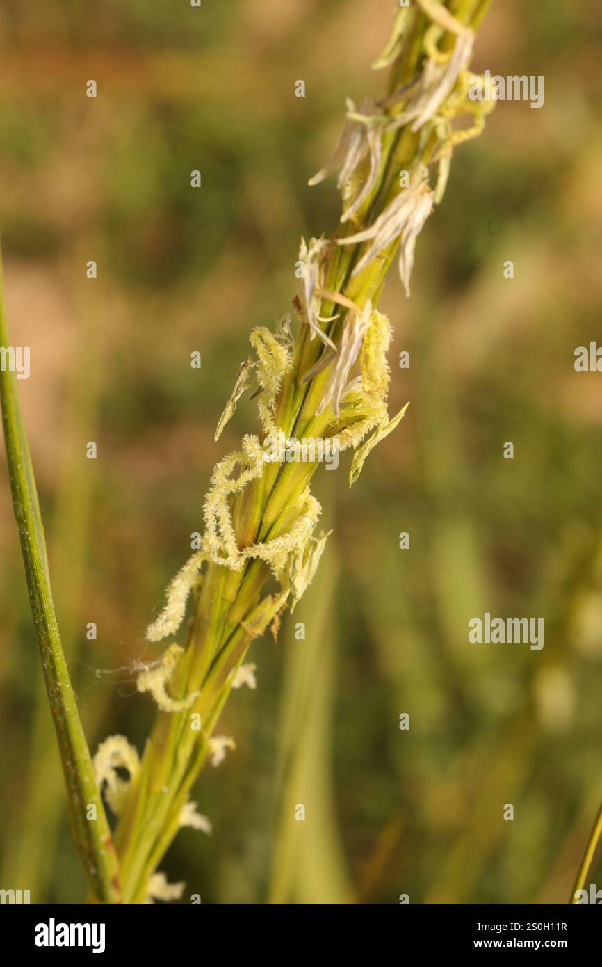 common cordgrass (Sporobolus anglicus Stock Photo - Alamy