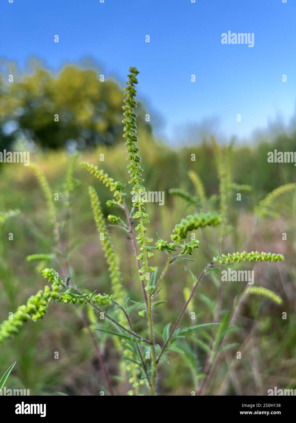 common ragweed (Ambrosia artemisiifolia Stock Photo - Alamy