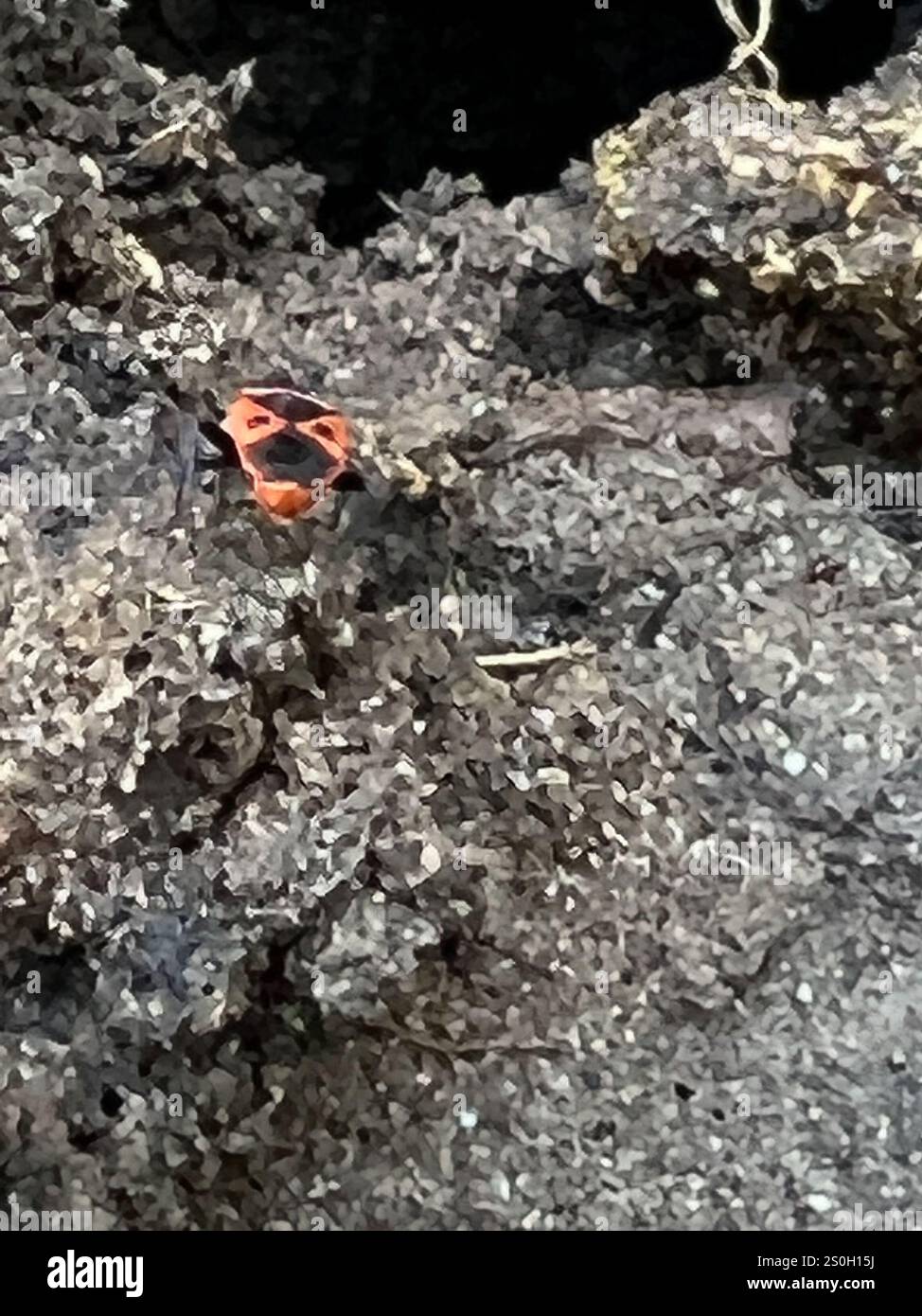 Mediterranean red bug (Scantius aegyptius Stock Photo - Alamy