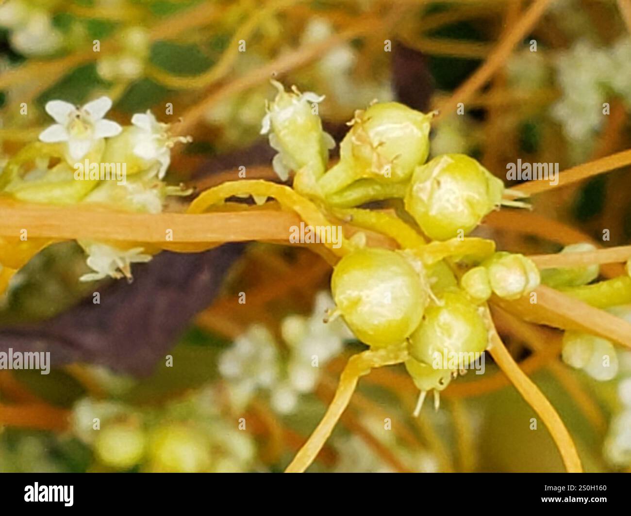 Scaldweed (Cuscuta gronovii Stock Photo - Alamy
