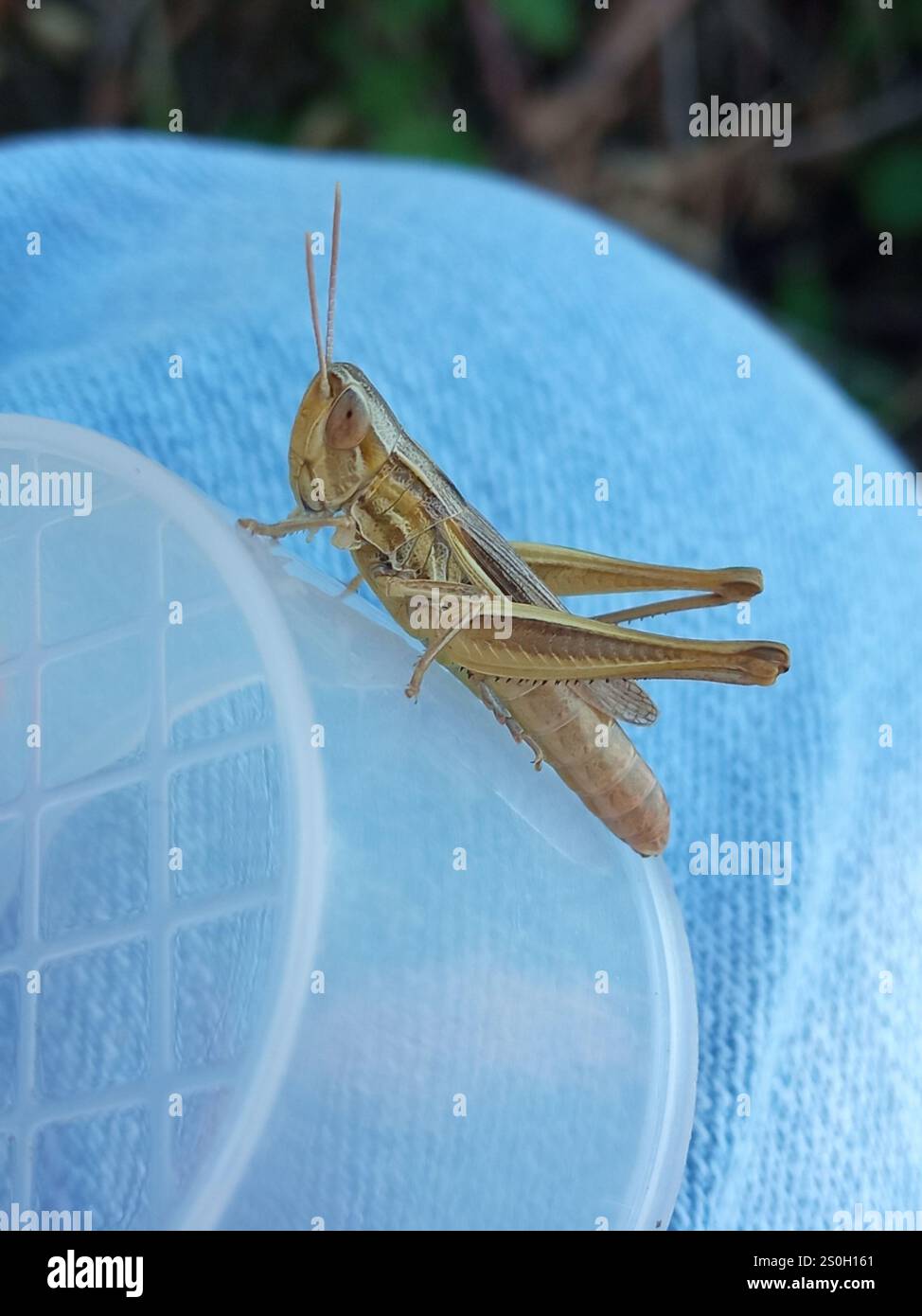 Common Straw Grasshopper (Euchorthippus declivus Stock Photo - Alamy