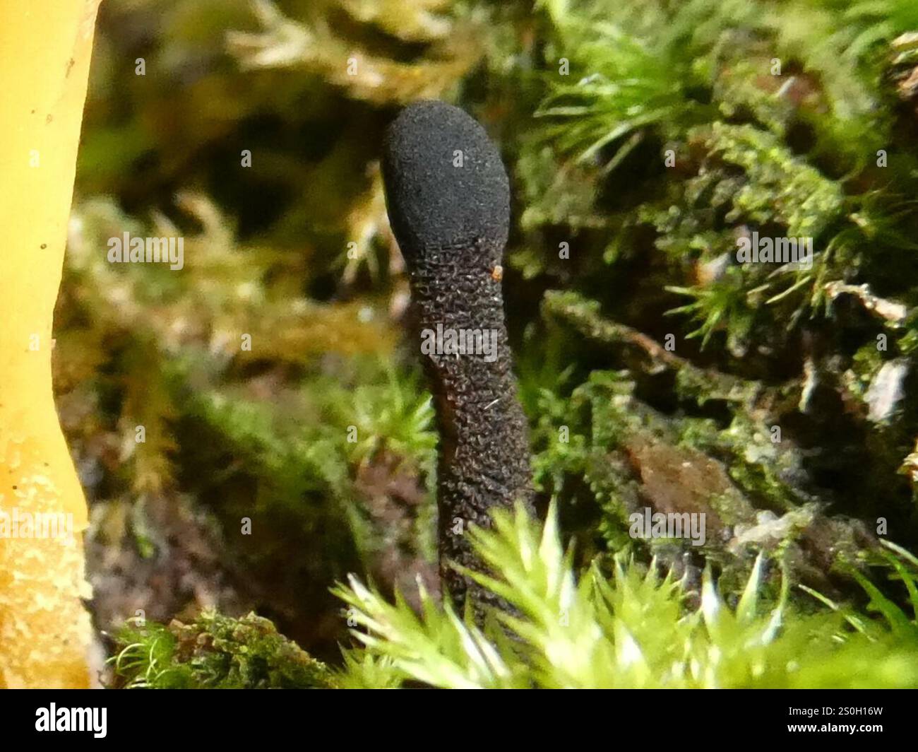 Geoglossaceae hi-res stock photography and images - Alamy