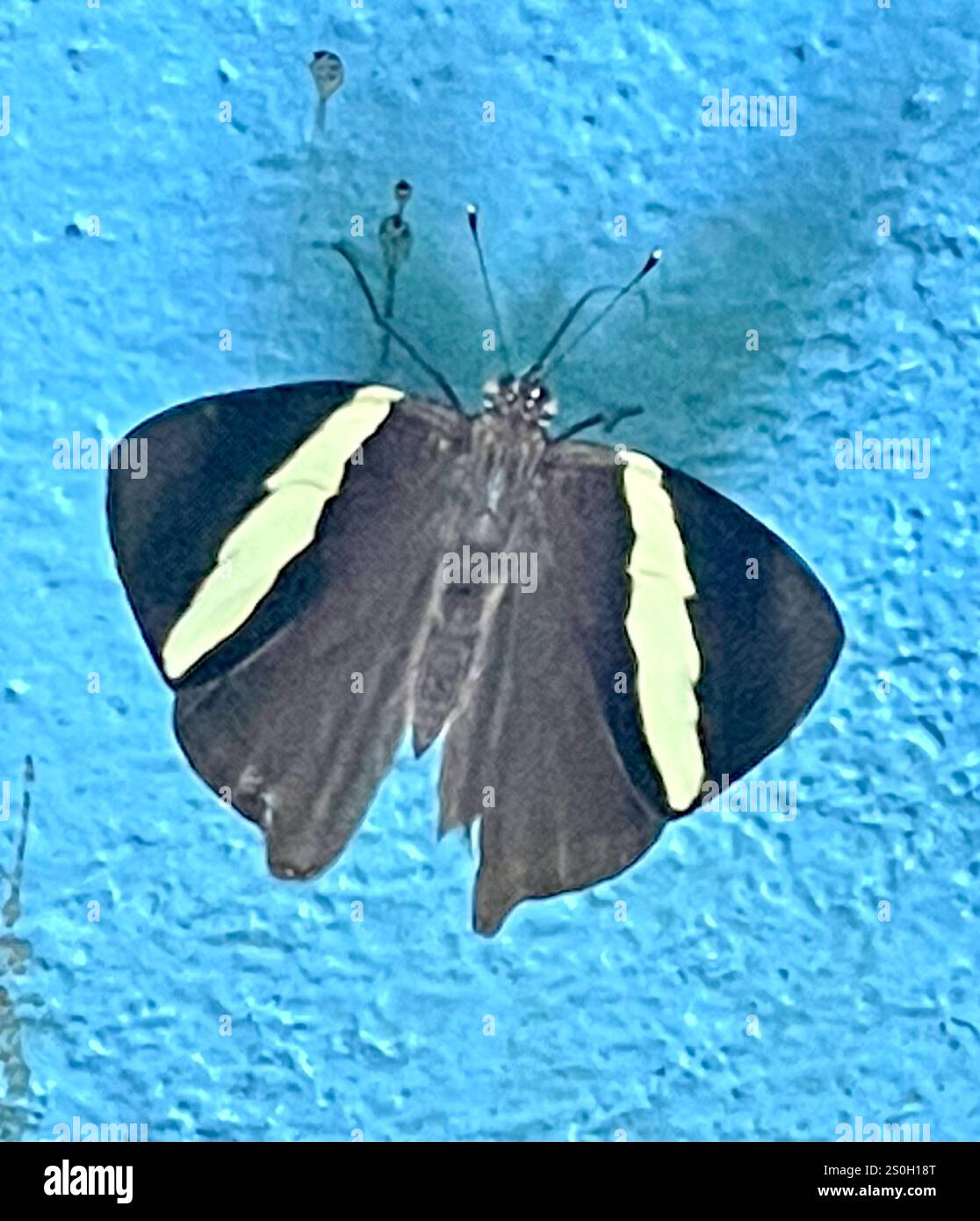 Dirce Beauty (Colobura dirce Stock Photo - Alamy