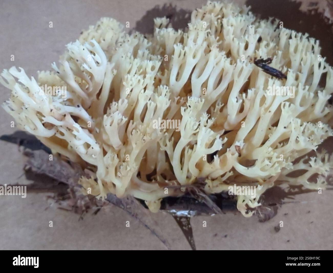 crown-tipped coral fungus (Artomyces pyxidatus Stock Photo - Alamy
