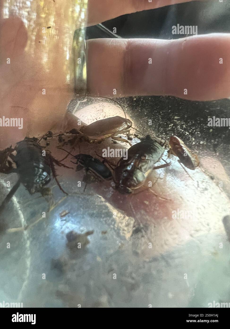 Turkestan Cockroach (Periplaneta lateralis Stock Photo - Alamy