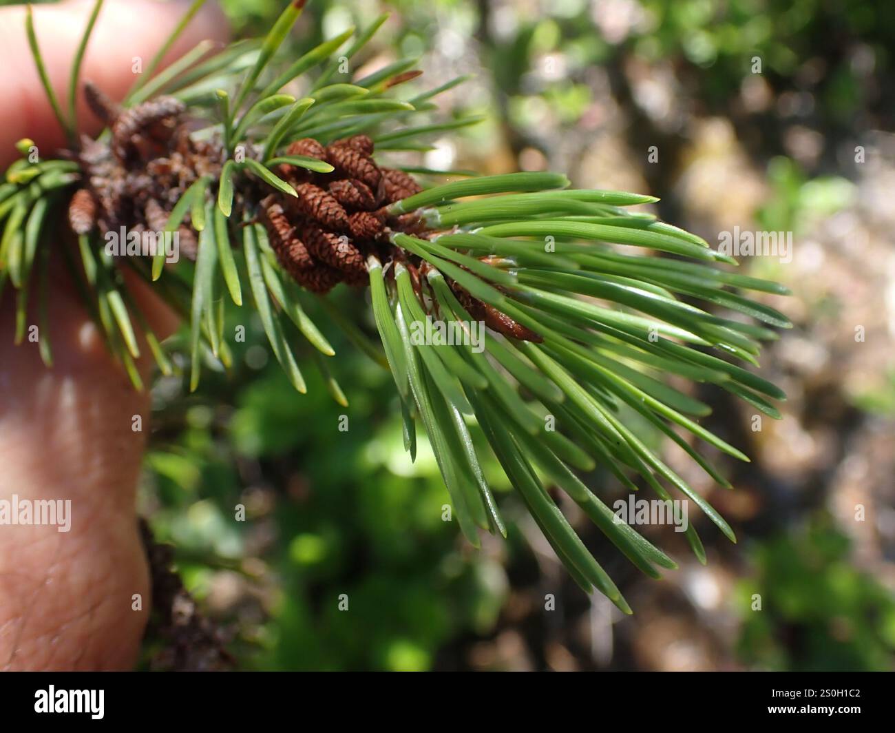Shore Pine (Pinus contorta contorta Stock Photo - Alamy