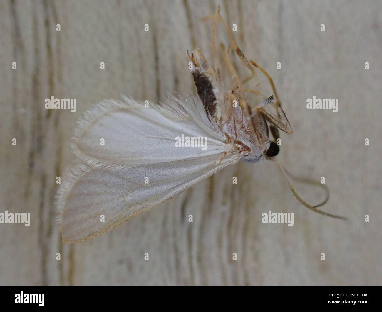 Water Veneer (Acentria ephemerella Stock Photo - Alamy