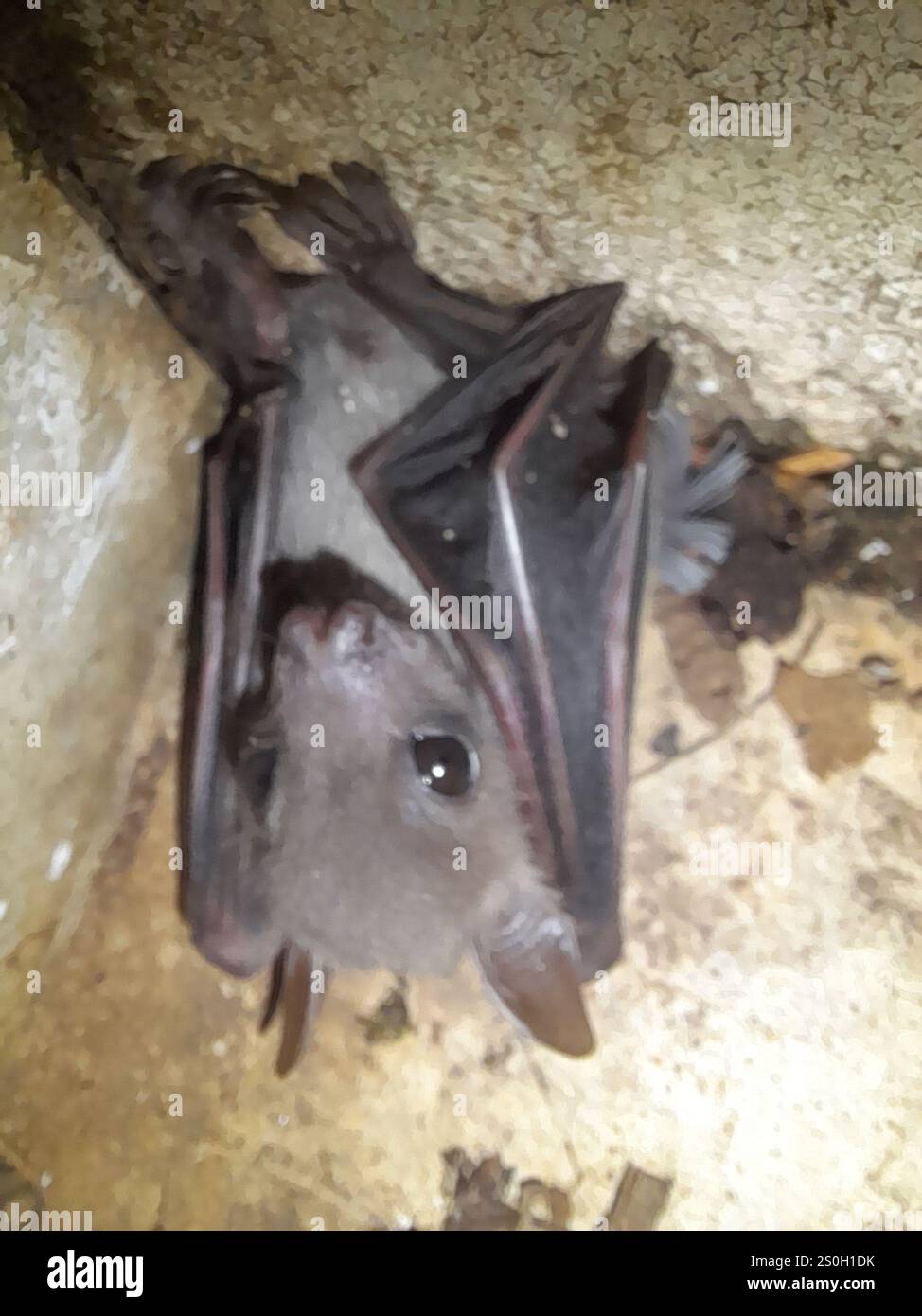 Lesser Short-nosed Fruit Bat (Cynopterus brachyotis Stock Photo - Alamy
