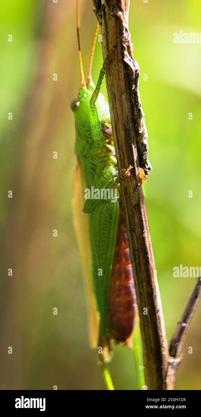 Long-winged Conehead (Conocephalus fuscus Stock Photo - Alamy