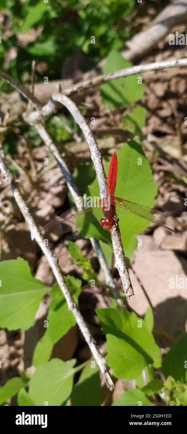 Scarlet Skimmer (Crocothemis servilia Stock Photo - Alamy