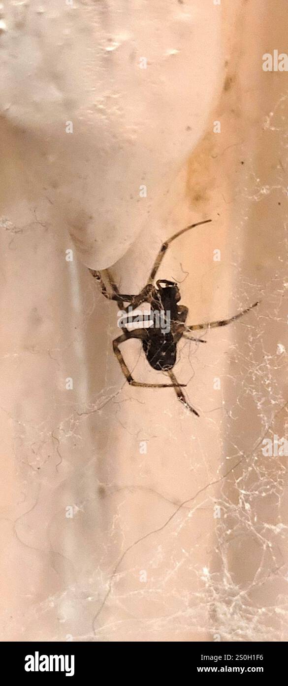 Triangulate Combfoot (Steatoda triangulosa Stock Photo - Alamy