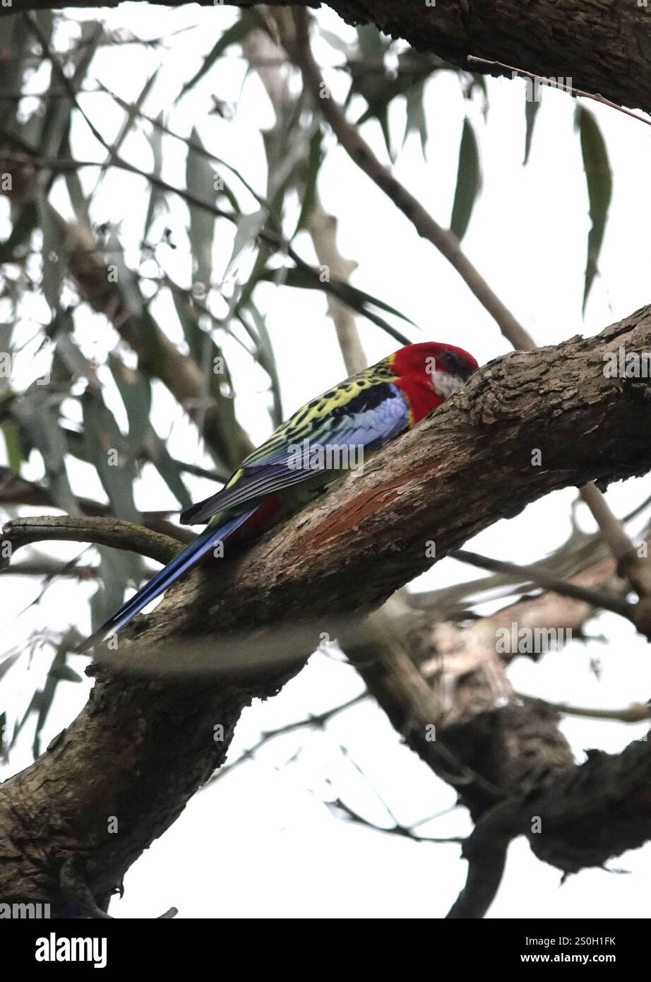 Southeast Eastern Rosella (Platycercus eximius eximius Stock Photo - Alamy