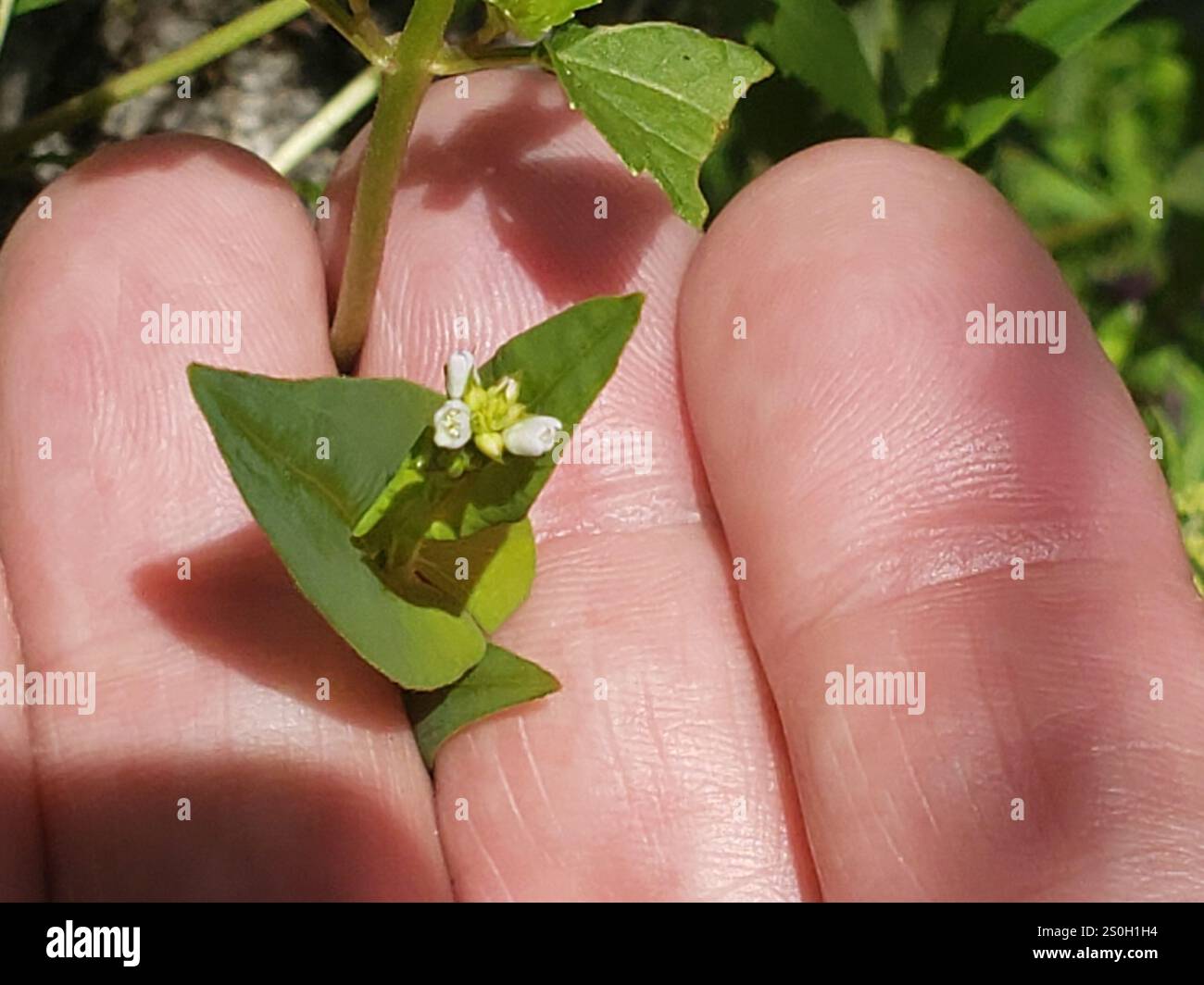 arrow-leaved tearthumb (Persicaria sagittata Stock Photo - Alamy