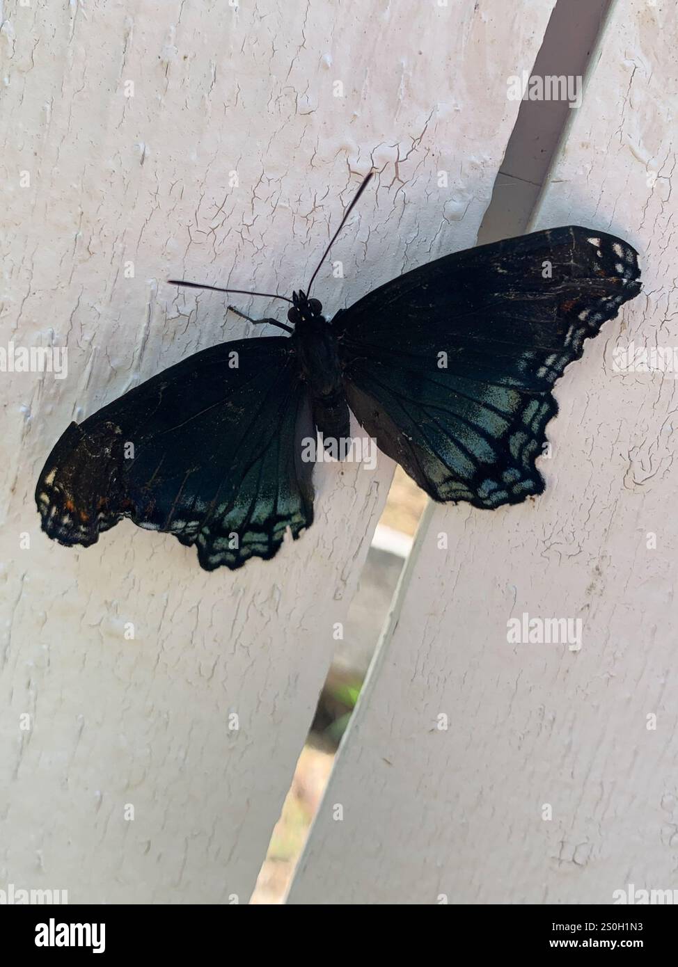 Red-spotted Purple (Limenitis arthemis astyanax Stock Photo - Alamy