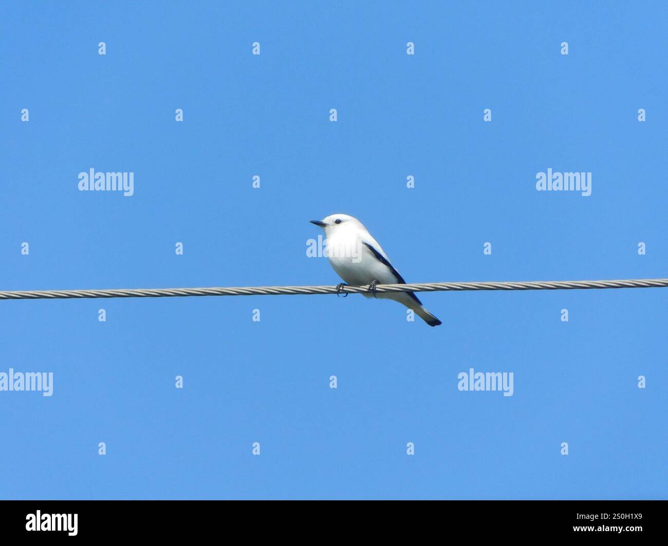 White Monjita (Xolmis irupero Stock Photo - Alamy