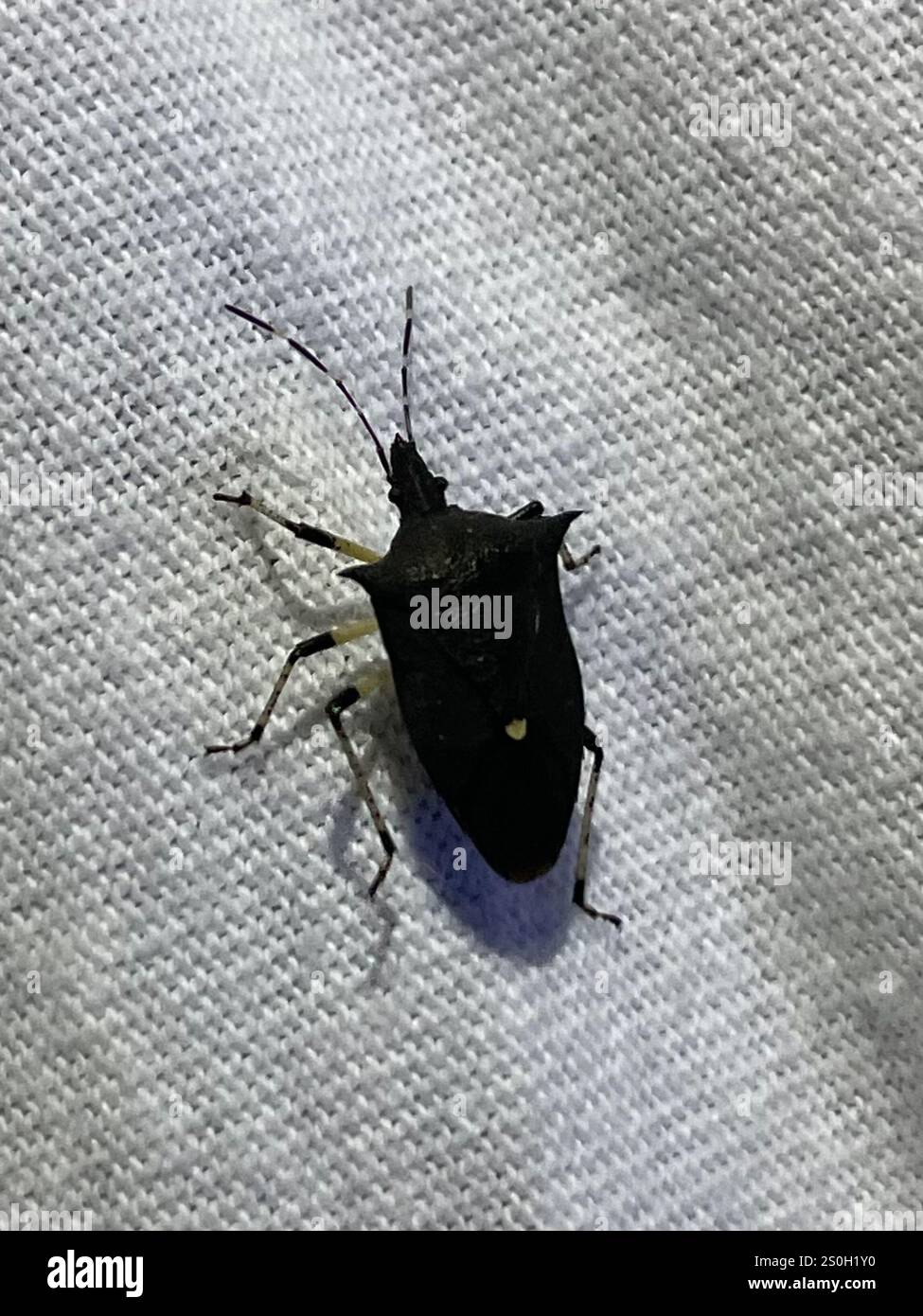 Black Stink Bug (Proxys punctulatus Stock Photo - Alamy