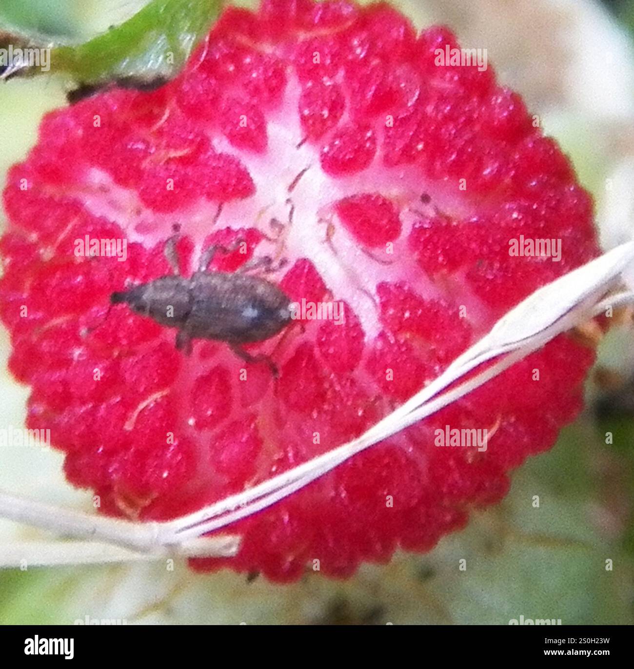 True Weevils (Curculionidae Stock Photo - Alamy