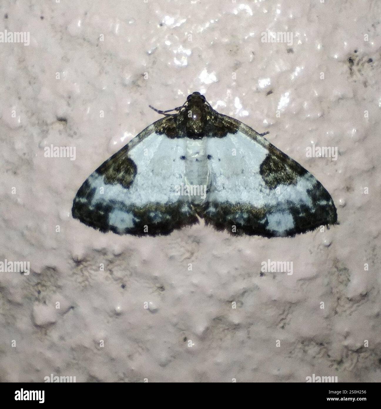 Melanthia hi-res stock photography and images - Alamy