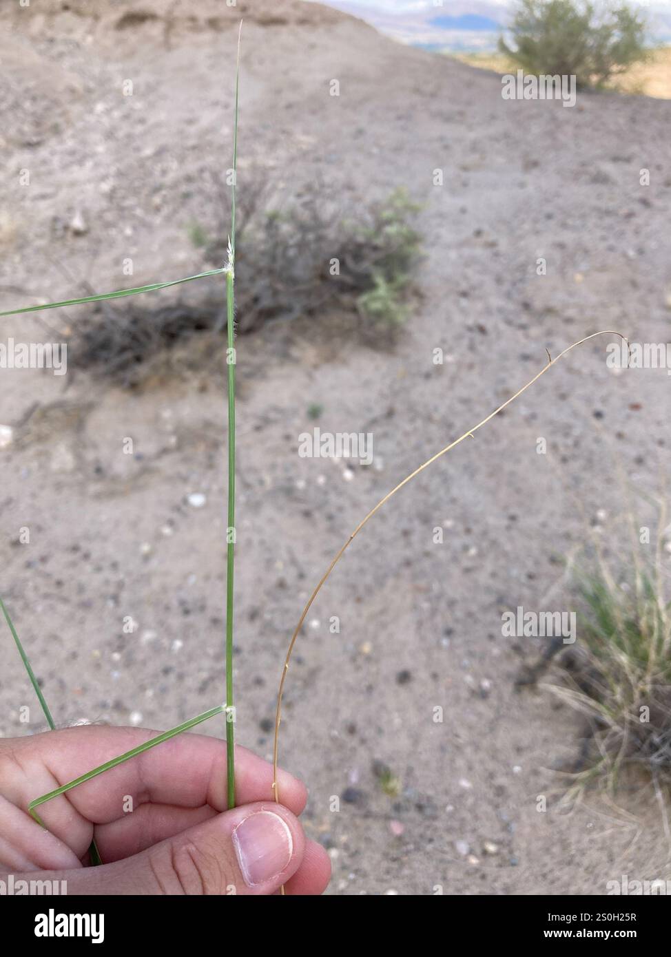 mesa dropseed (Sporobolus flexuosus Stock Photo - Alamy